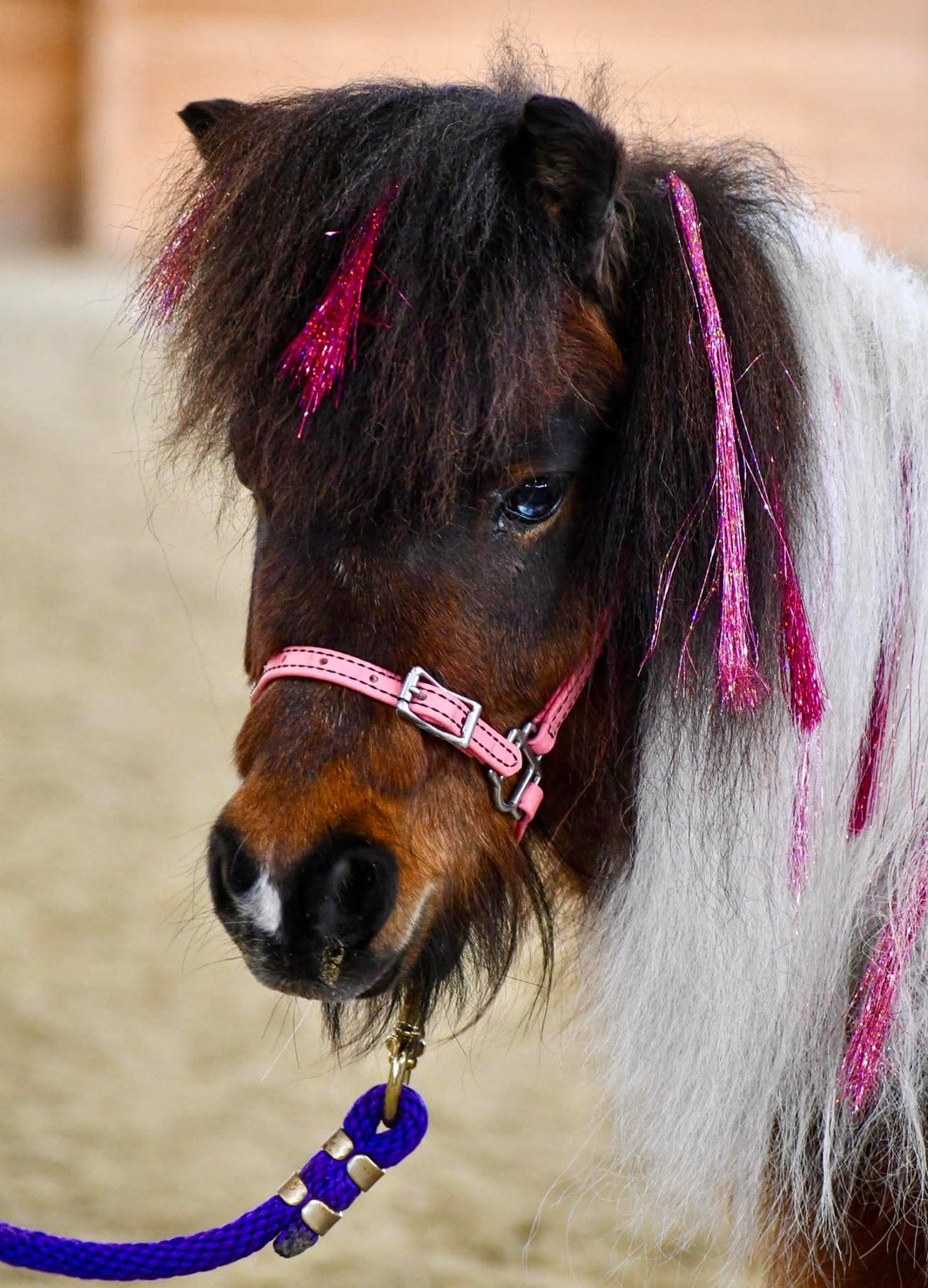 Mini Skijoring with Horses and Donkeys – Alchemy Acres