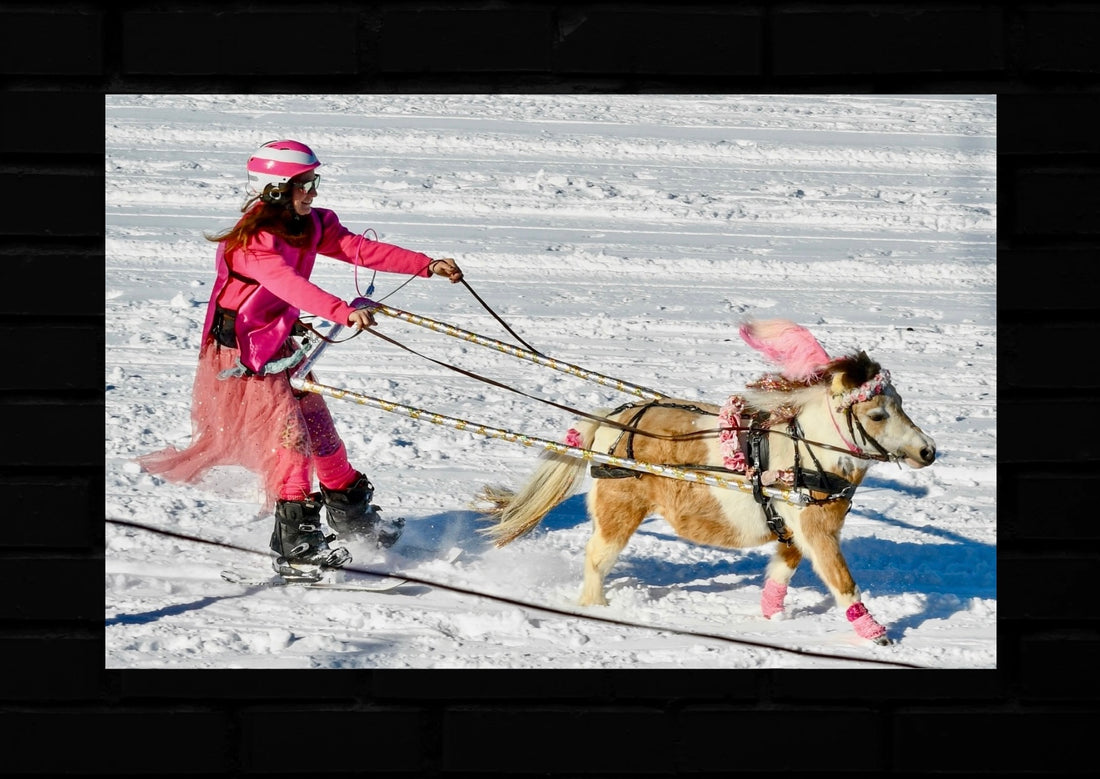 Mini Skijoring with Horses and Donkeys – Alchemy Acres